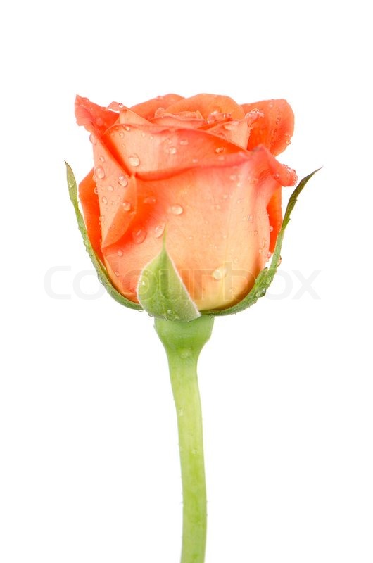Single Orange Rose Flower