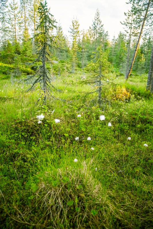 A beautiful Finnish forest landscape | Stock Photo | Colourbox