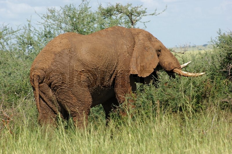 Earth colored Elephant | Stock image | Colourbox