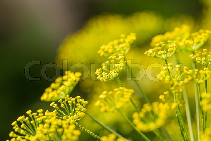 Bright dill flower closeup. Dills ... | Stock image | Colourbox