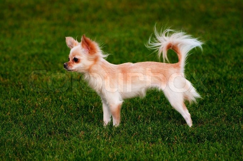 Portrait of a cute purebred chihuahua ... | Stock image | Colourbox