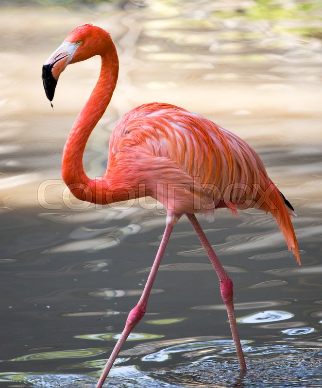 Flamingo, hübsch, tierwelt | Stockfoto | Colourbox