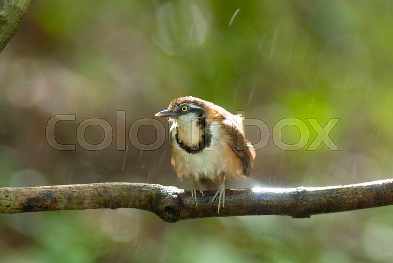 A beautiful bird in the wild Asia.In ... | Stock Photo | Colourbox