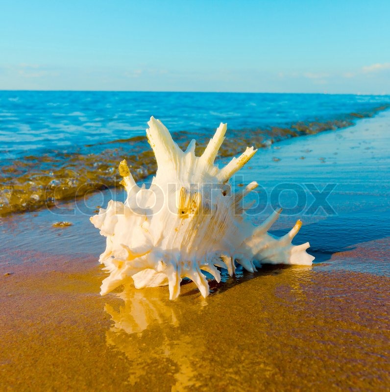 Shore Shell Sea | Stock Photo | Colourbox
