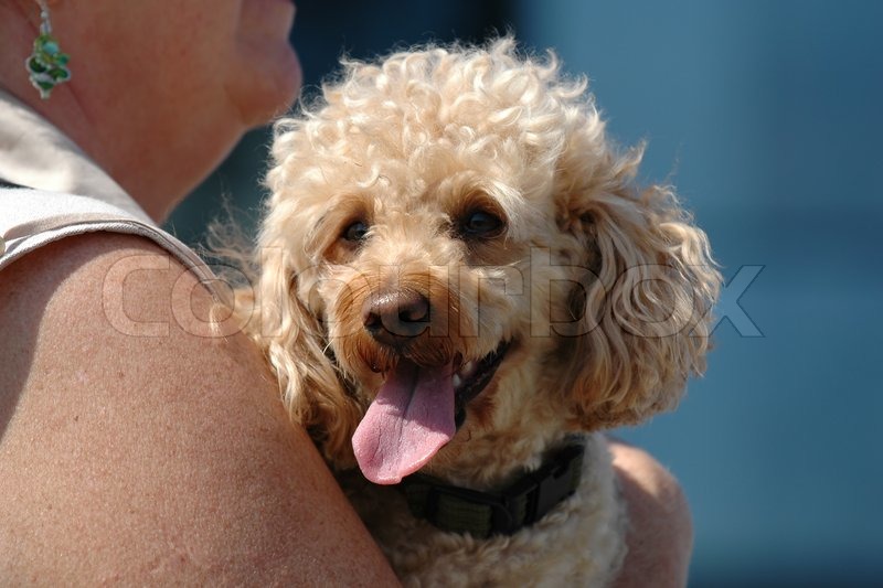 Woman is holding her poodle dog | Stock Photo | Colourbox
