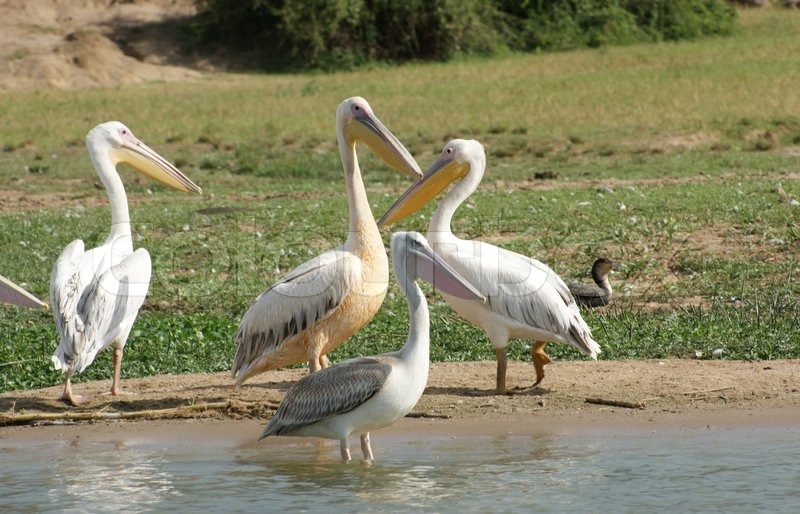 Great White Pelicans in Africa | Stock Photo | Colourbox