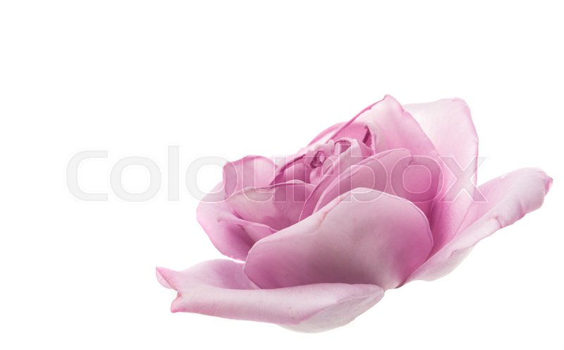 Lilac rose isolated on white background | Stock image | Colourbox