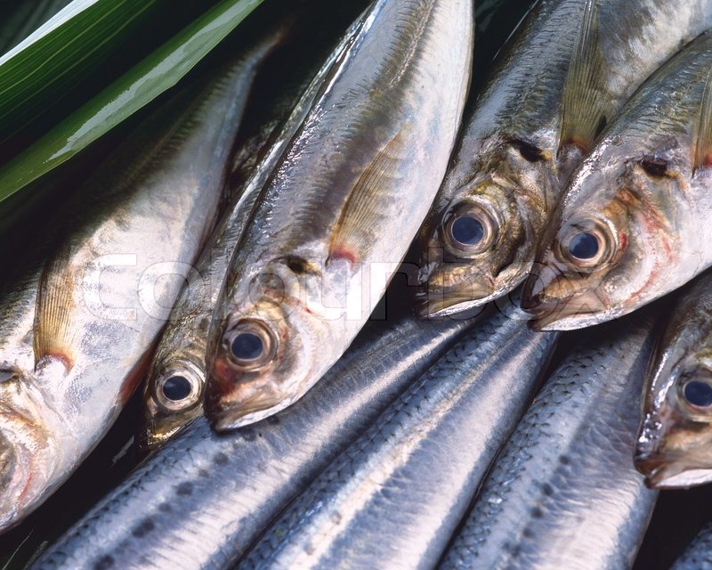 Cod fish heads on fishermen market | Stock image | Colourbox