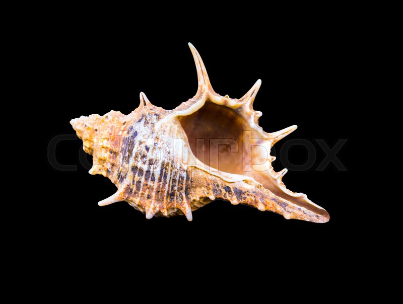 Seashell on a black background. sea ... | Stock image | Colourbox