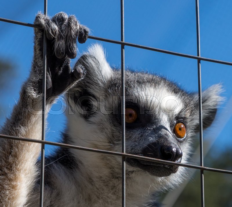Africa, stirre, abe | Stock foto | Colourbox