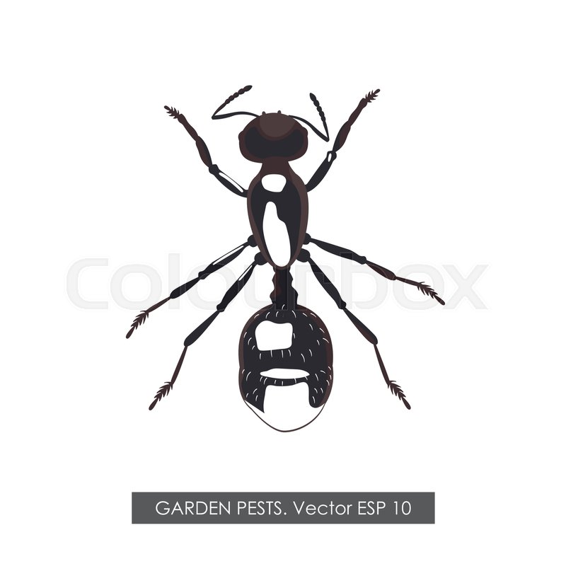 Detailed drawing ant on white ... | Stock vector | Colourbox