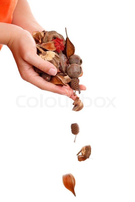 Natural bush potpourri tumbling from hands Falling pieces show motion ...