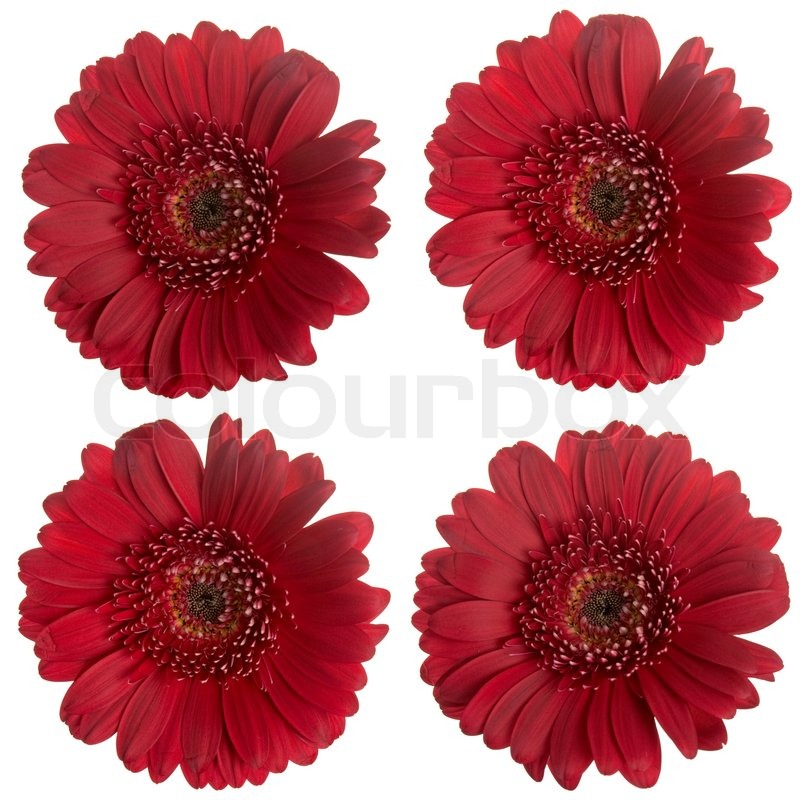 Set of red gerbera flowers isolated on ... | Stock image | Colourbox
