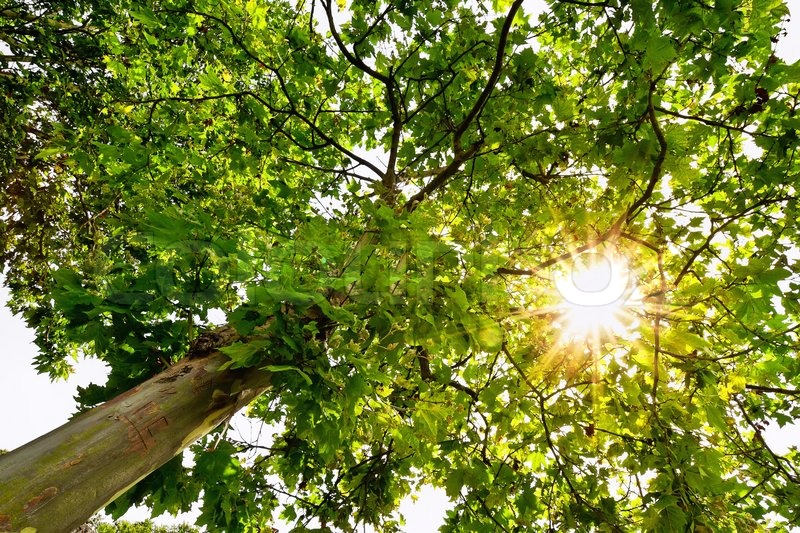 Up view on tree and sun | Stock Photo | Colourbox