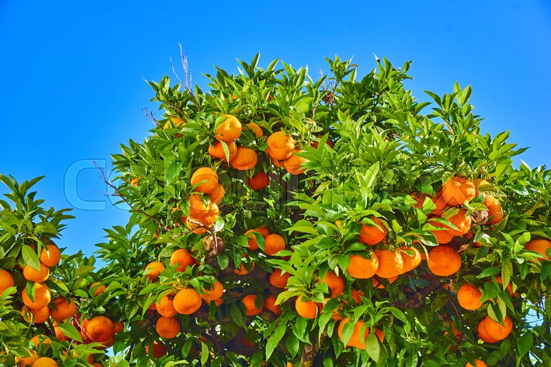 Tangerine Tree