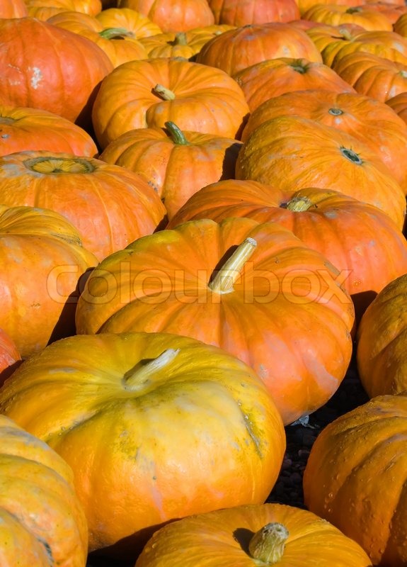 Bright orange pumpkin collection | Stock image | Colourbox