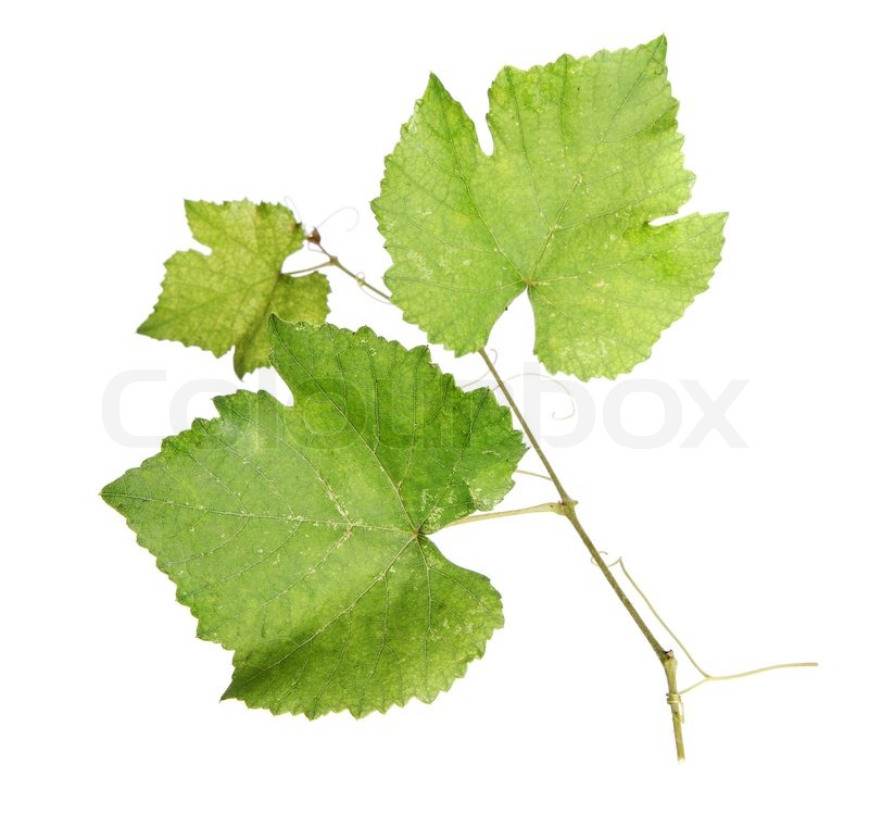 Fresh green vine leaves, isolated on ... | Stock image | Colourbox
