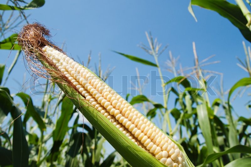 Fresh raw corn on the cob with husk | Stock image | Colourbox
