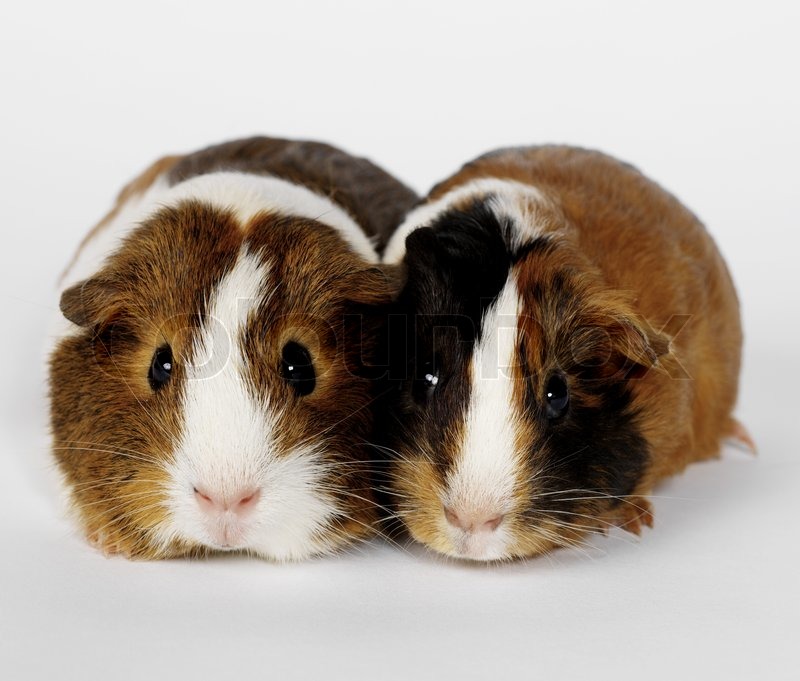 To marsvin isoleret | Stock foto | Colourbox