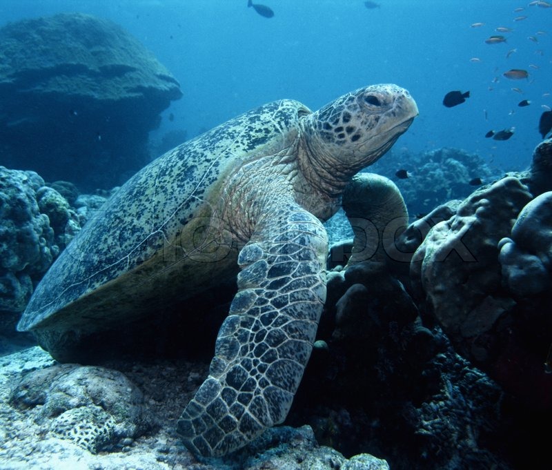 Green sea turtle swimming in ocean sea | Stock image | Colourbox