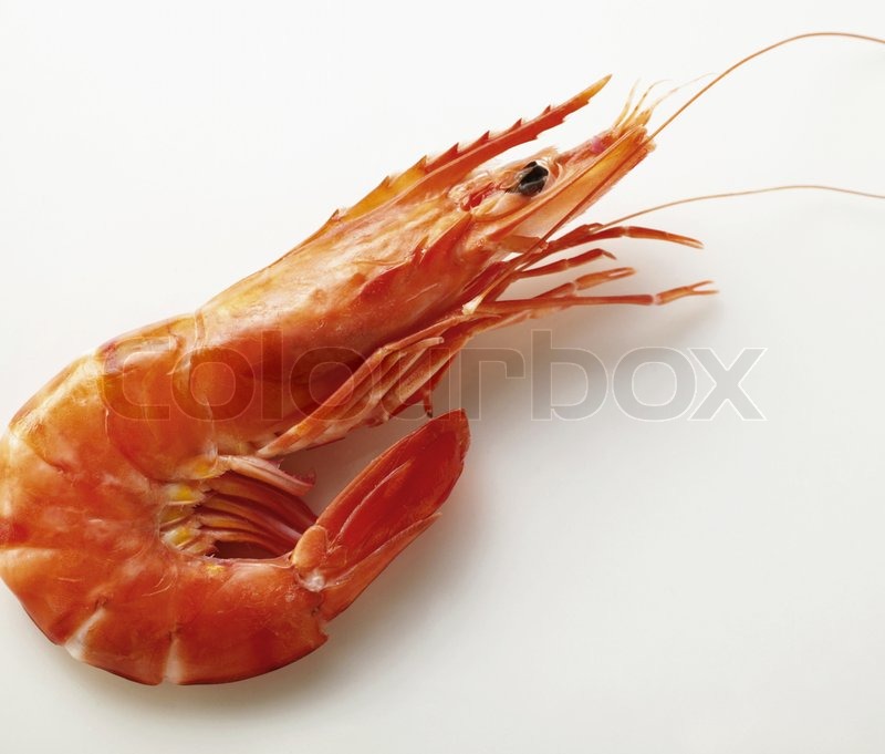 Tiger rejer isoleret på hvidt | Stock foto | Colourbox