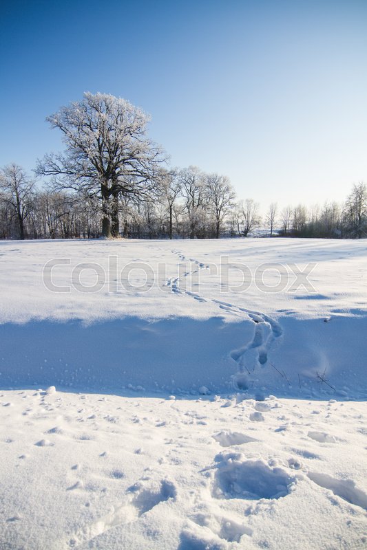 A beautiful winter landscape in nordic ... | Stock Photo | Colourbox