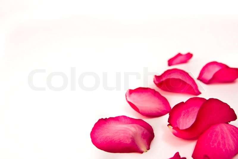 Rose petals on white background | Stock image | Colourbox