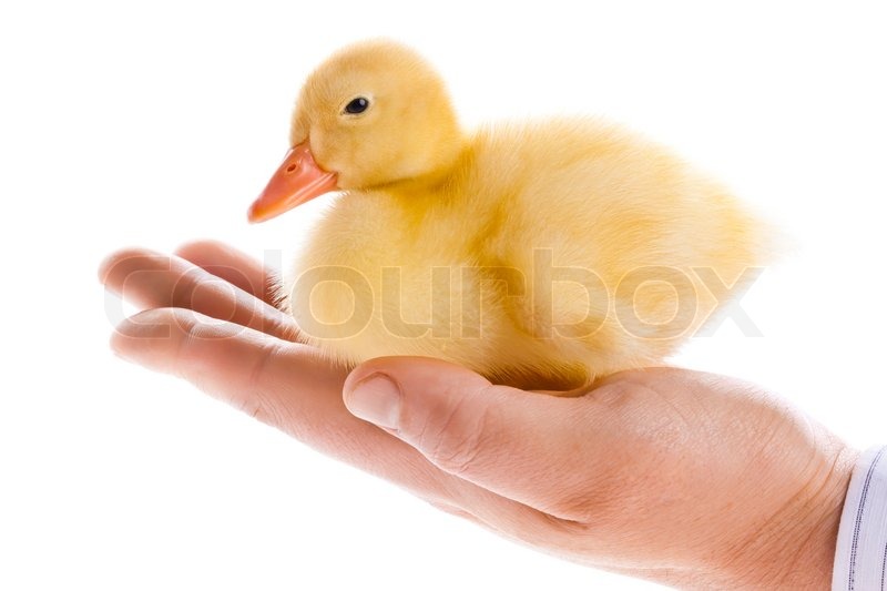 Duck With Human Arms