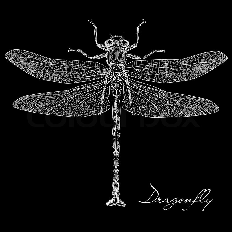 Detailed dragonfly vector | Stock vector | Colourbox