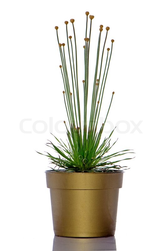 Syngonanthus chrysanthus Mikado plant ... | Stock image | Colourbox