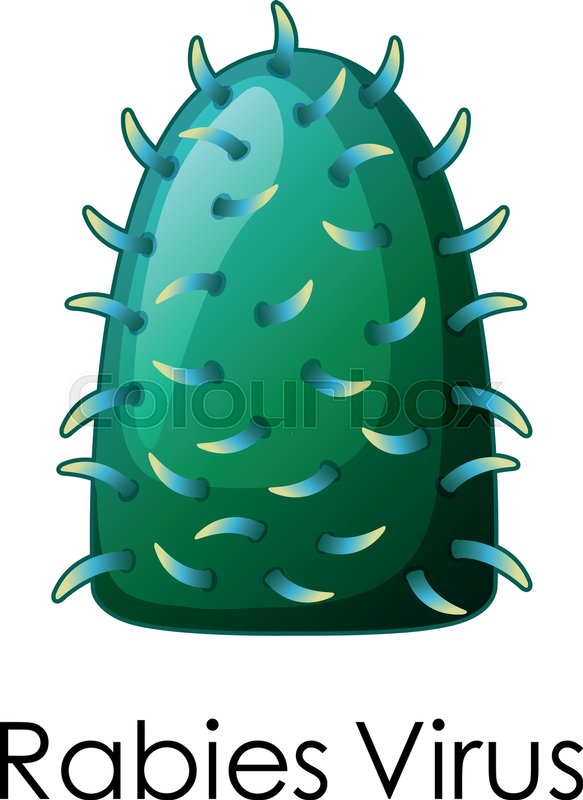 Rabies Virus Structure