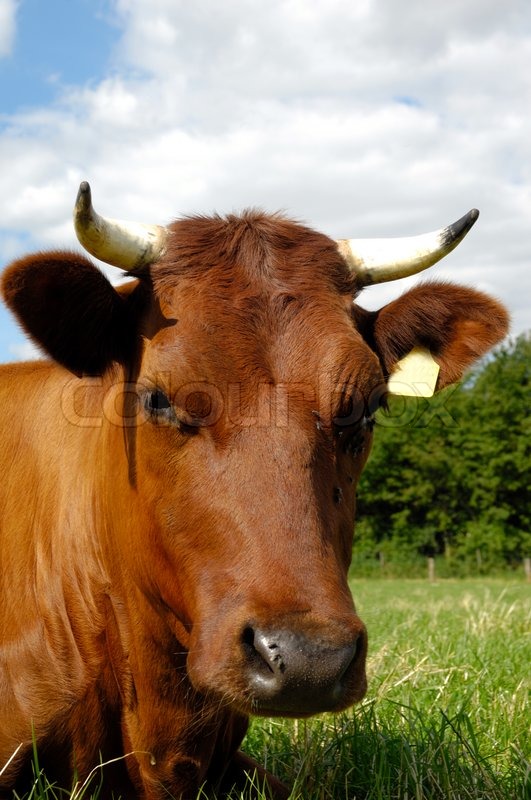 Sweet cow resting on a green field | Stock image | Colourbox