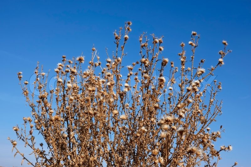 Getrocknete Distel Pflanzen vor dem ... | Stock Bild | Colourbox