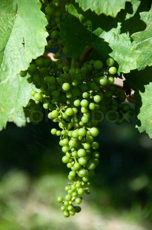 Small Green Grapes on wine plant in ... | Stock image | Colourbox