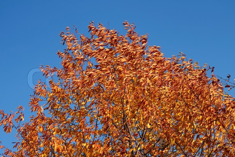 Cherry tree in autumn beauty against a ... | Stock image | Colourbox