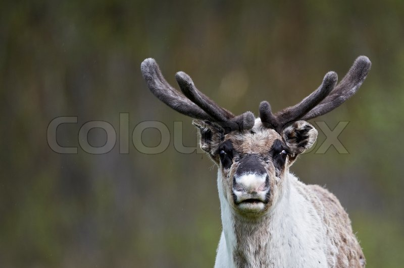 Reindeer Head Side View