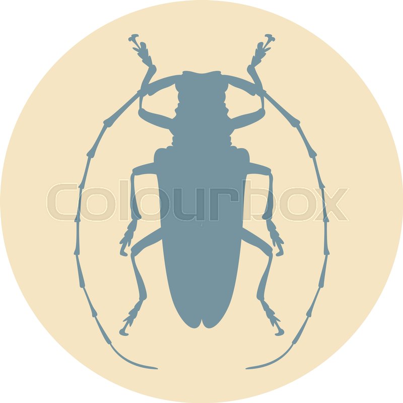 Beetle vector illustration ... | Stock vector | Colourbox