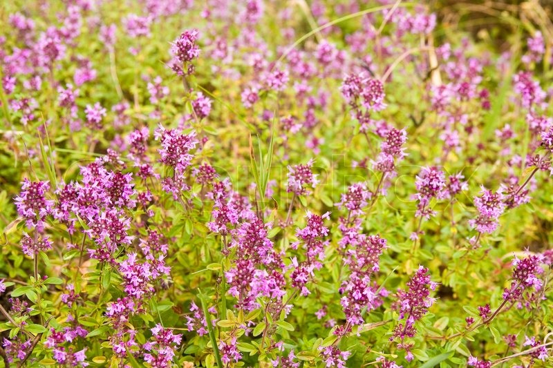 Baggrund af timian i blomst | Stock foto | Colourbox