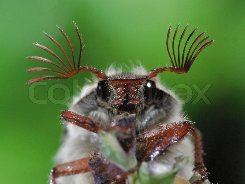 May bug | Stock image | Colourbox