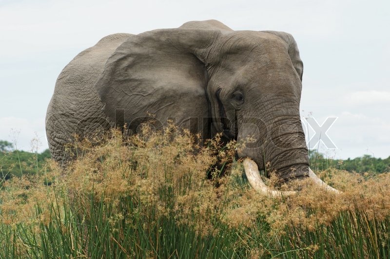 Elephant | Stock image | Colourbox