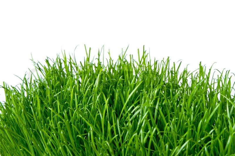 Spring grass isolated on white | Stock Photo | Colourbox