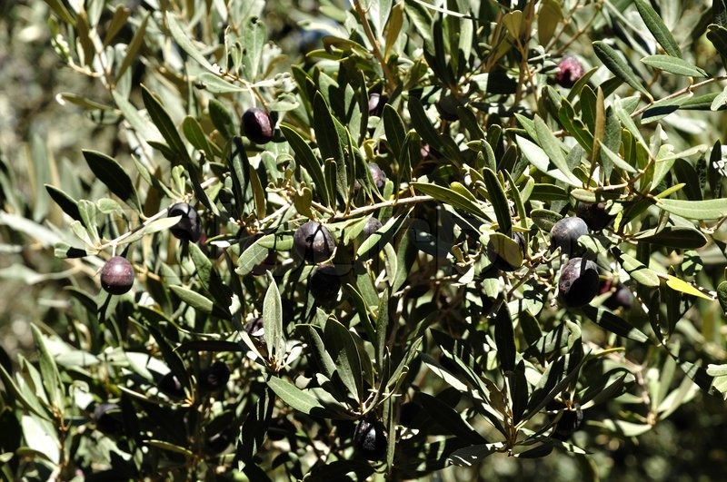 Olive tree in morocco | Stock image | Colourbox