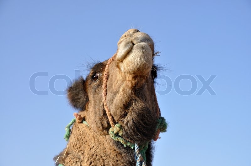 Camel portrait | Stock image | Colourbox