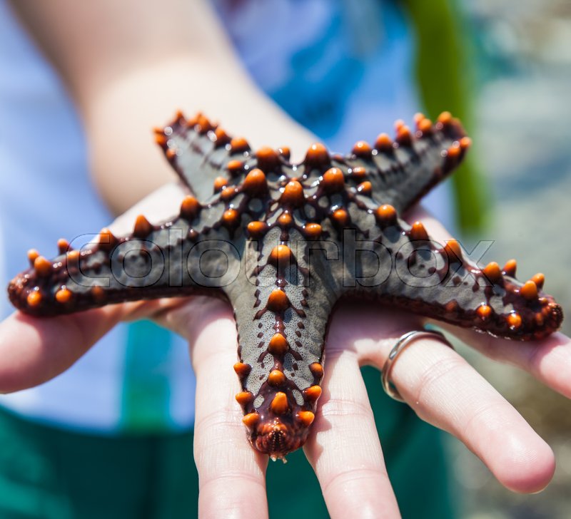 Female hand holding a living starfish ... | Stock image | Colourbox