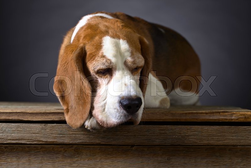 Purebred Beagle