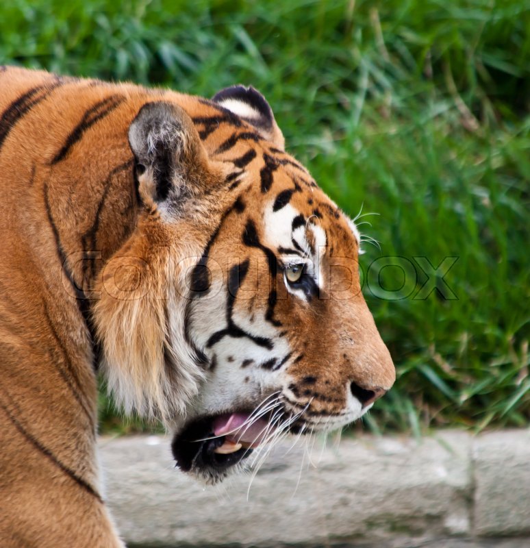 A hungry tiger looking for food in a ... | Stock image | Colourbox
