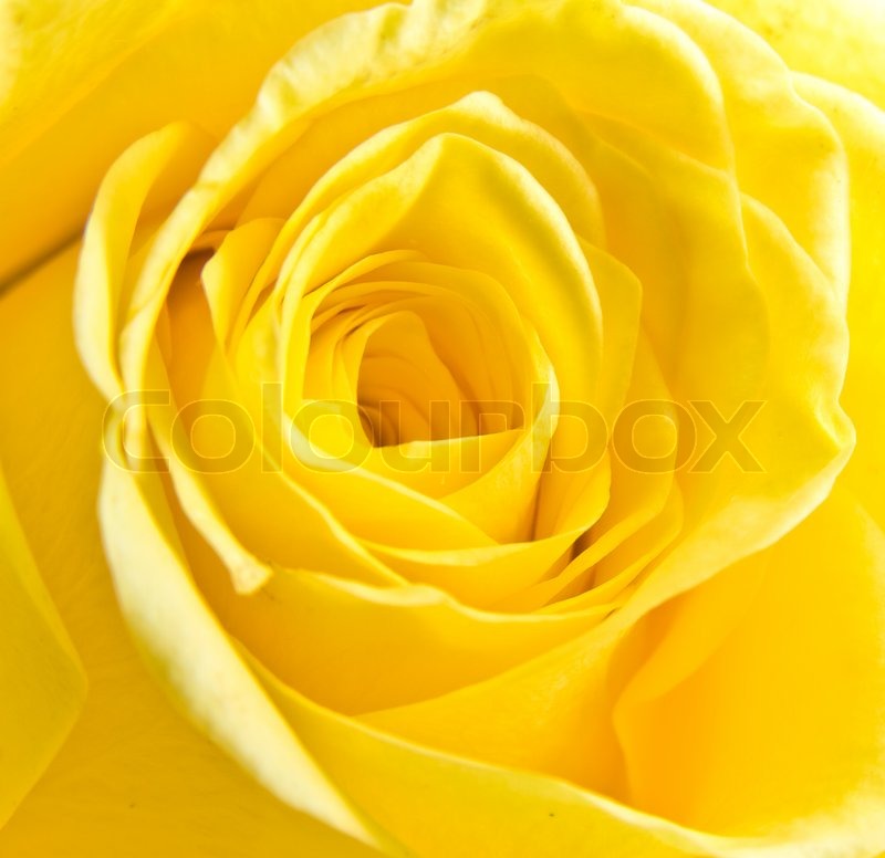 Close-up of yellow rose petals | Stock image | Colourbox