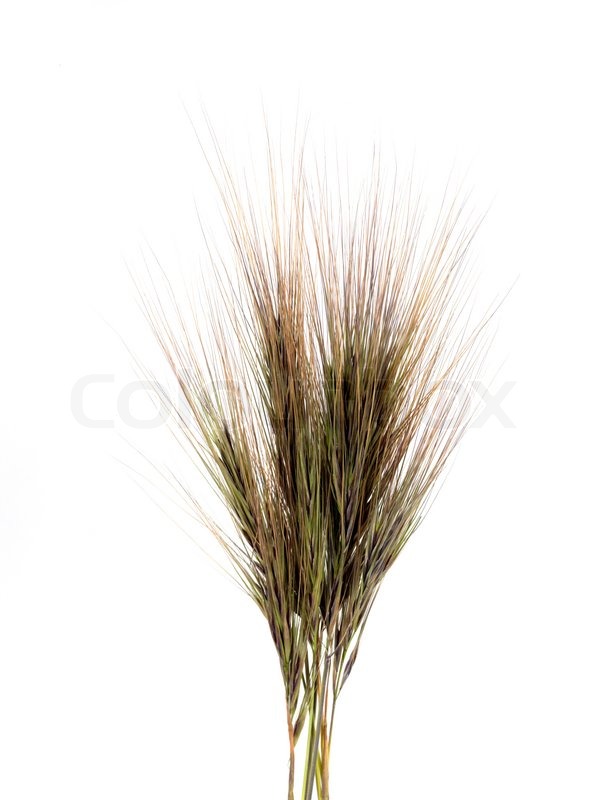 Wild wheat grass isolated against a ... | Stock image | Colourbox