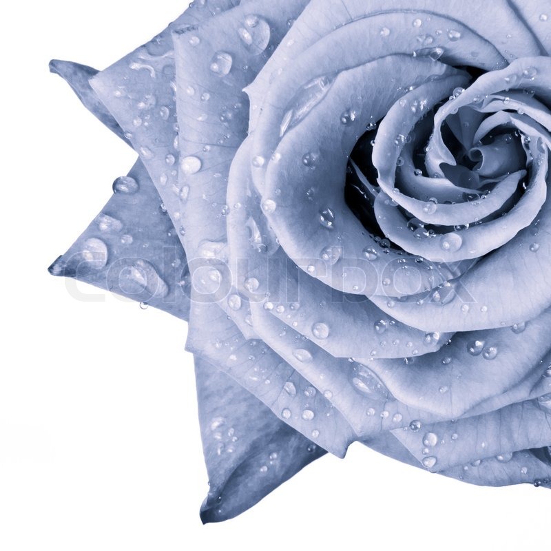 Blue rose petals close up | Stock image | Colourbox
