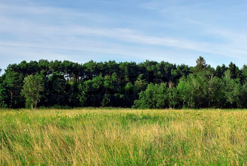 Feld in der Nähe des Waldes | Stock Bild | Colourbox